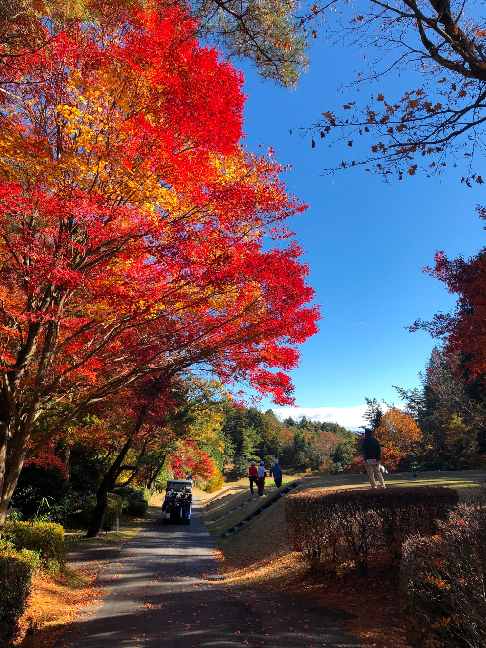 フォトコンテスト秋季結果発表 | 明智ゴルフ倶楽部